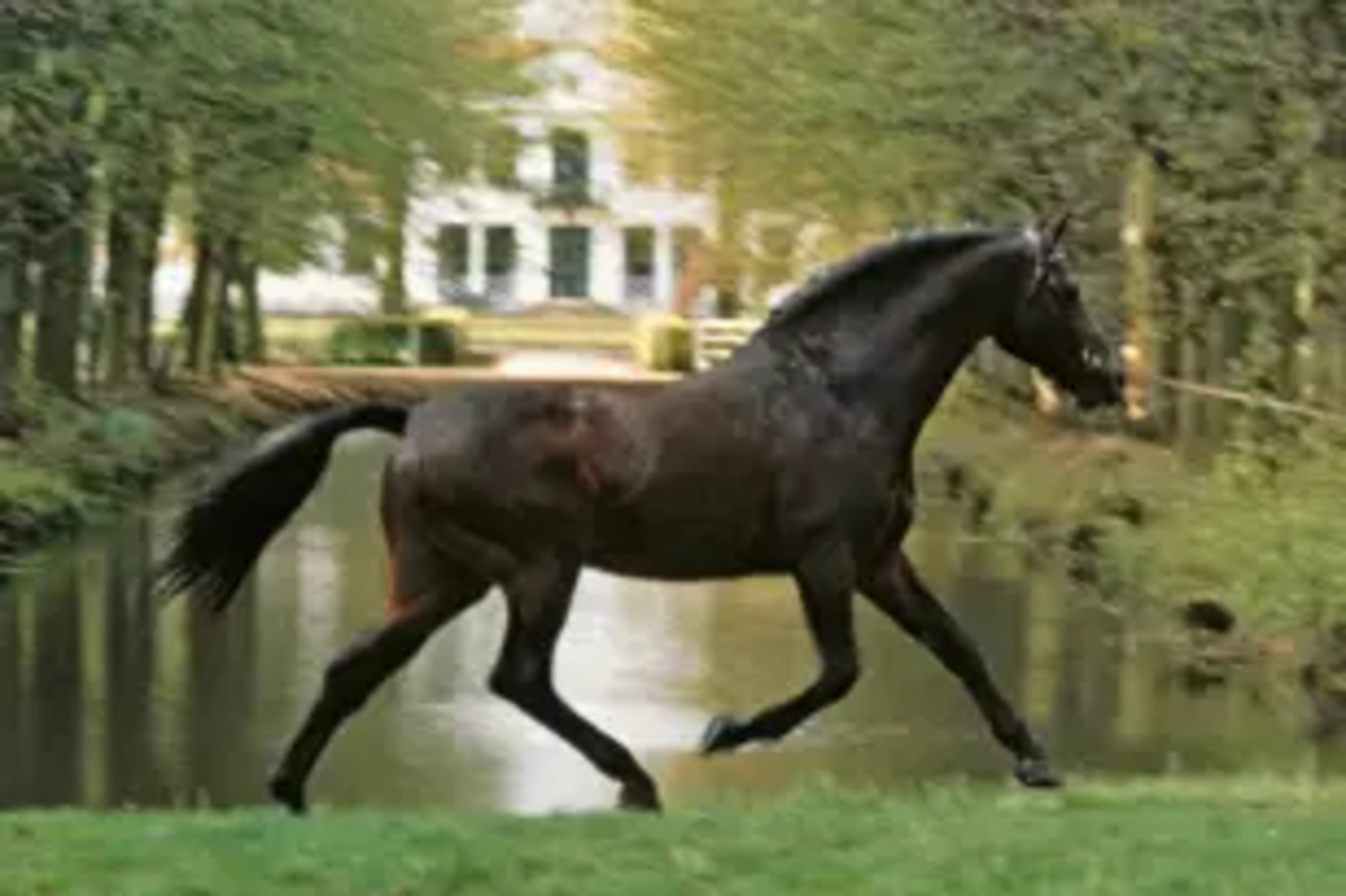 The History | Holsteiner-Verband