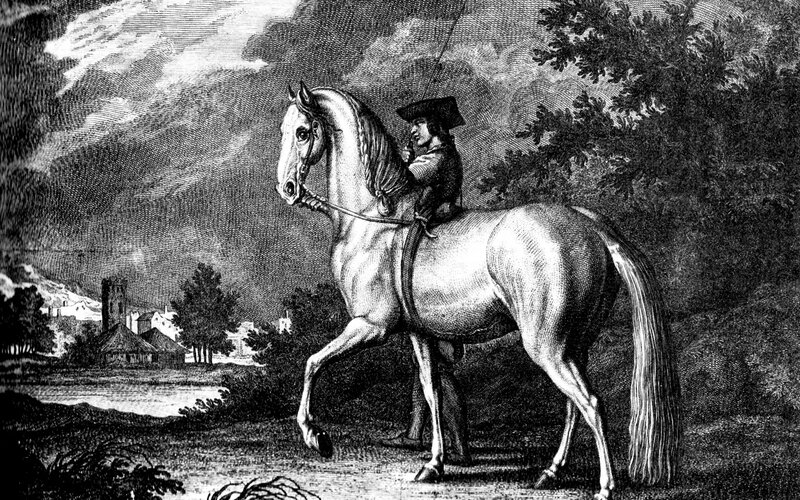 The Holsteiner Horse | Holsteiner-Verband