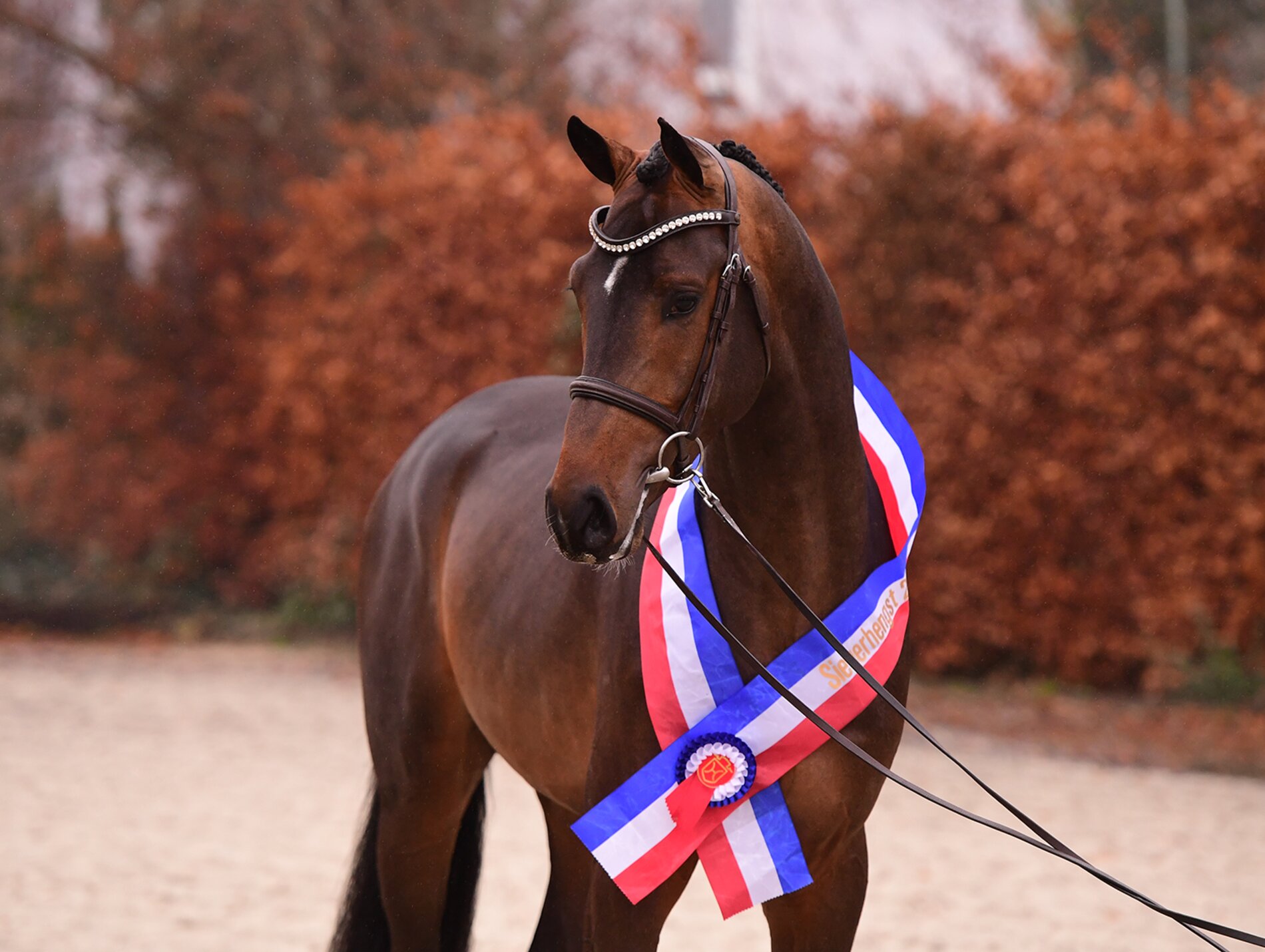 Stallions | Holsteiner-Verband